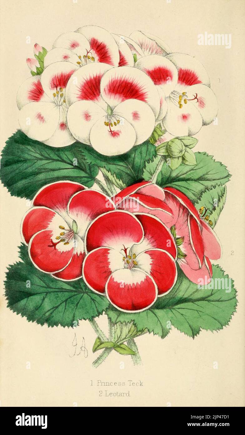 The florist and pomologist (Pl. 3 Stock Photo - Alamy