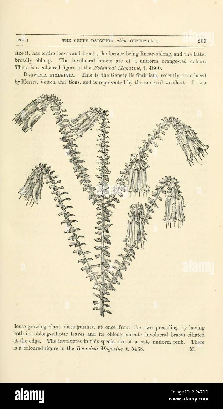 The florist and pomologist Stock Photo - Alamy