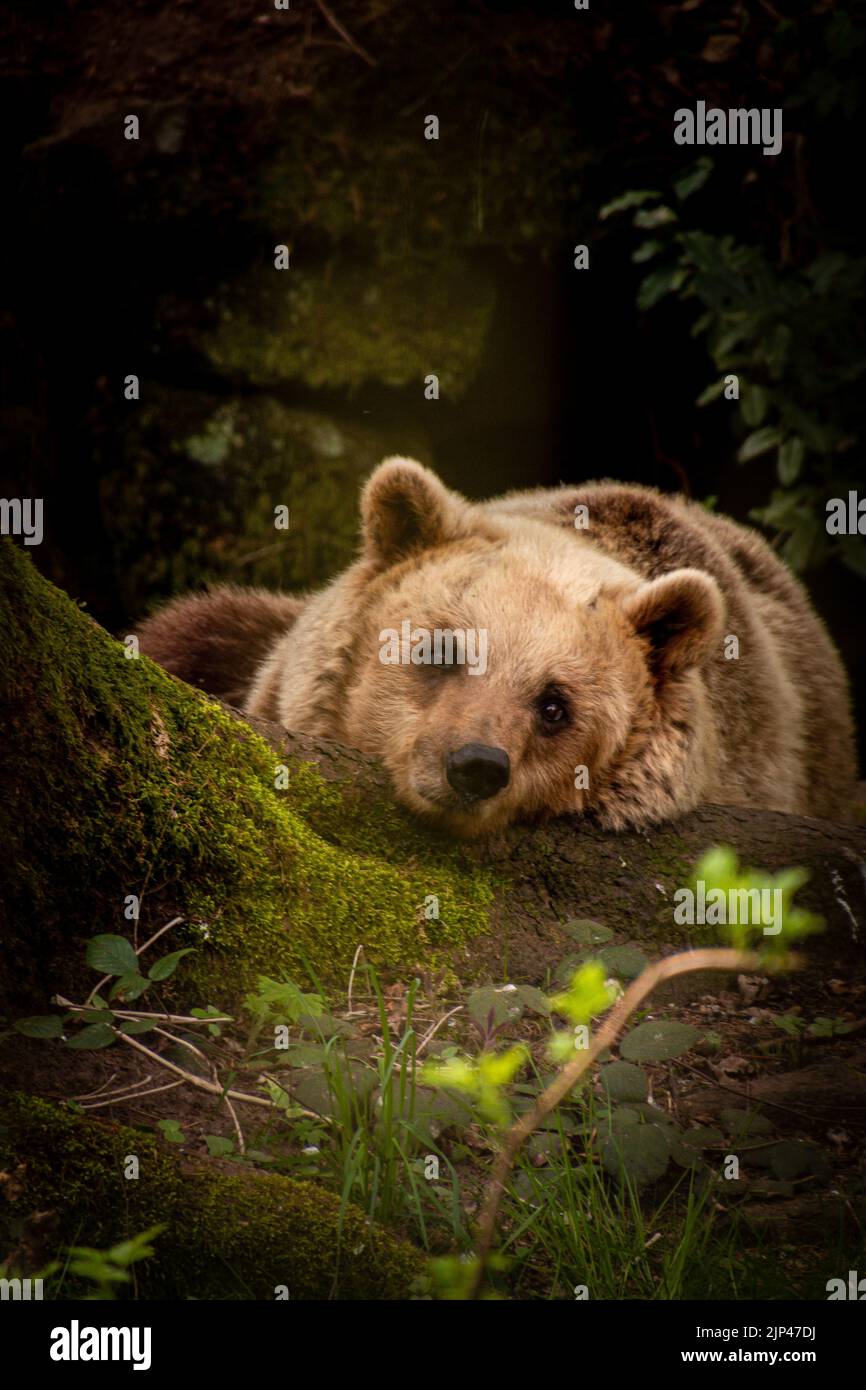in the picture you can see a bear resting under a tree Stock Photo - Alamy