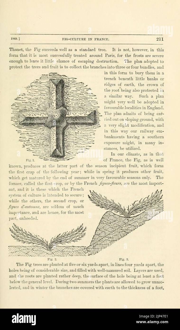 The florist and pomologist Stock Photo - Alamy