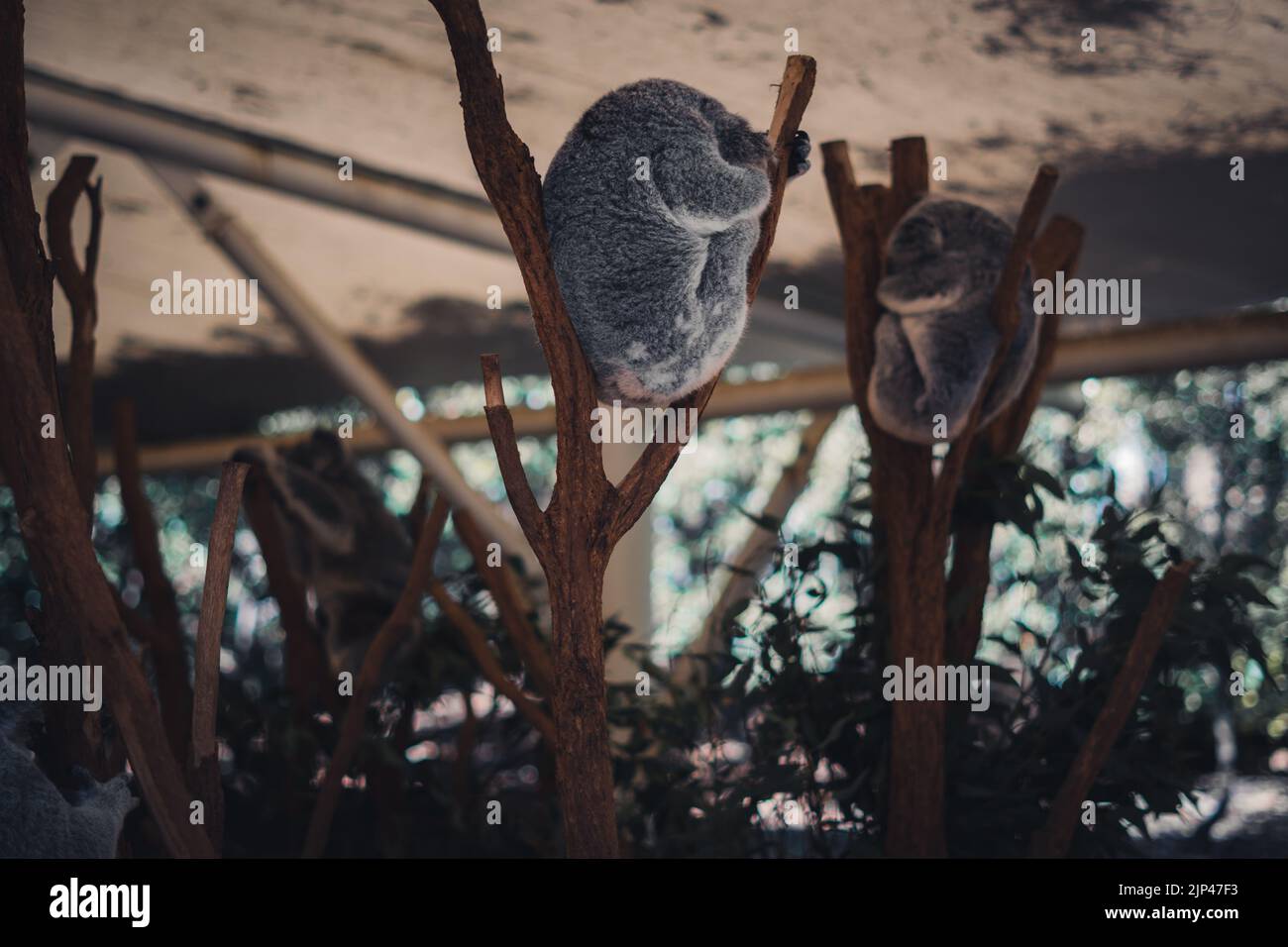 Photography of a koala in an eucalyptus tree Stock Photo - Alamy