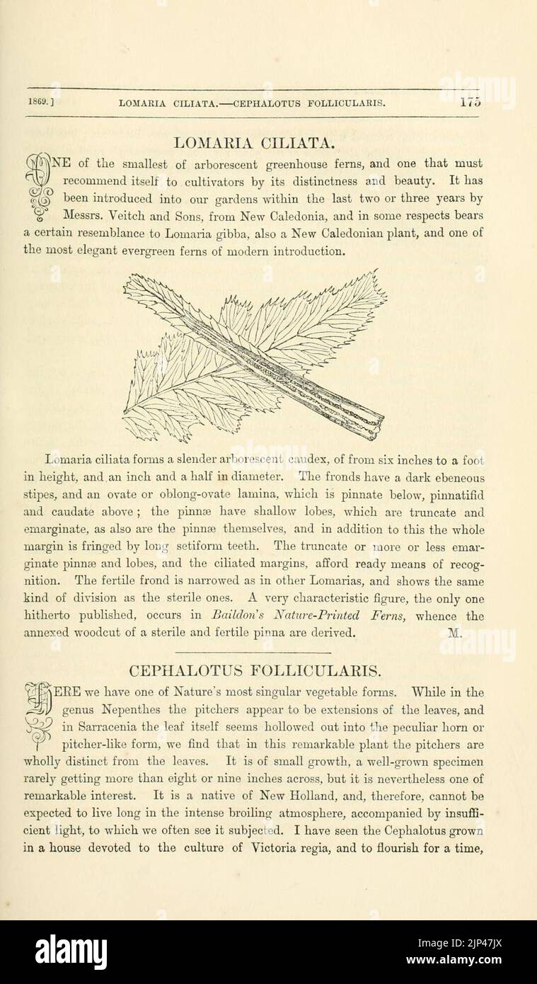 The florist and pomologist Stock Photo - Alamy