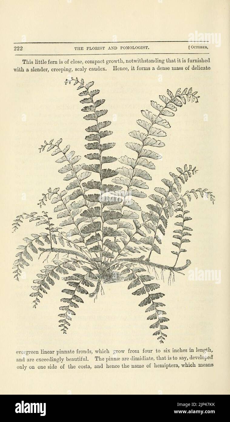 The florist and pomologist Stock Photo - Alamy