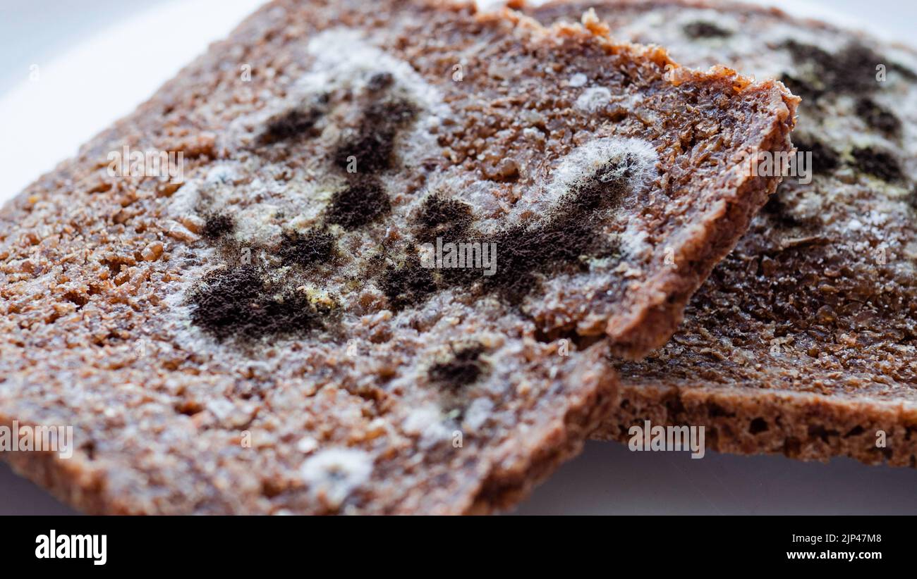 Slices of spoiled brown bread with various kinds of mold on on white ...