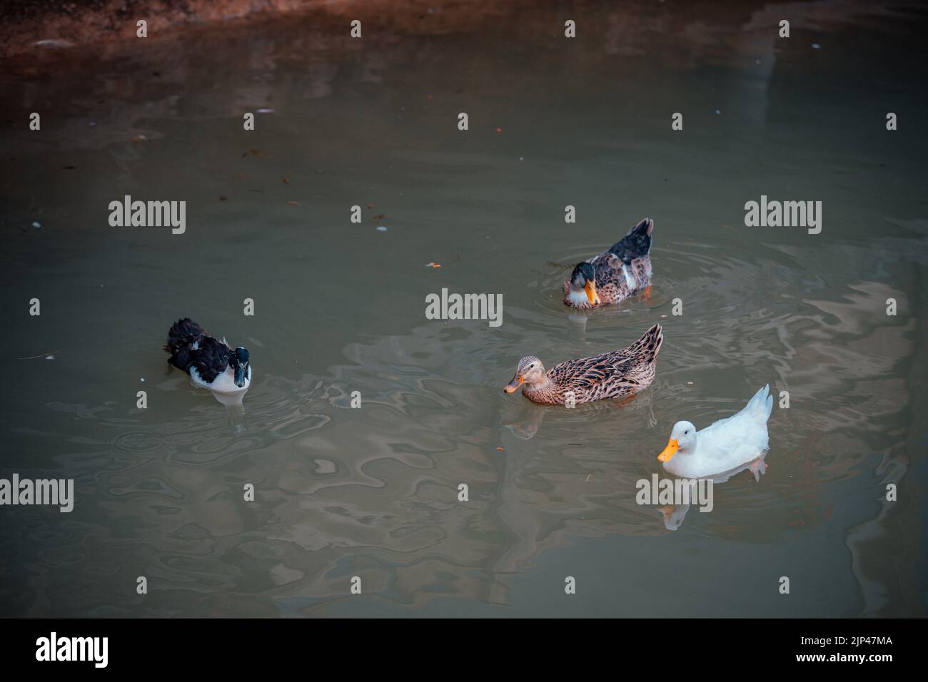 A group of ducks floating on a body of water Stock Photo - Alamy