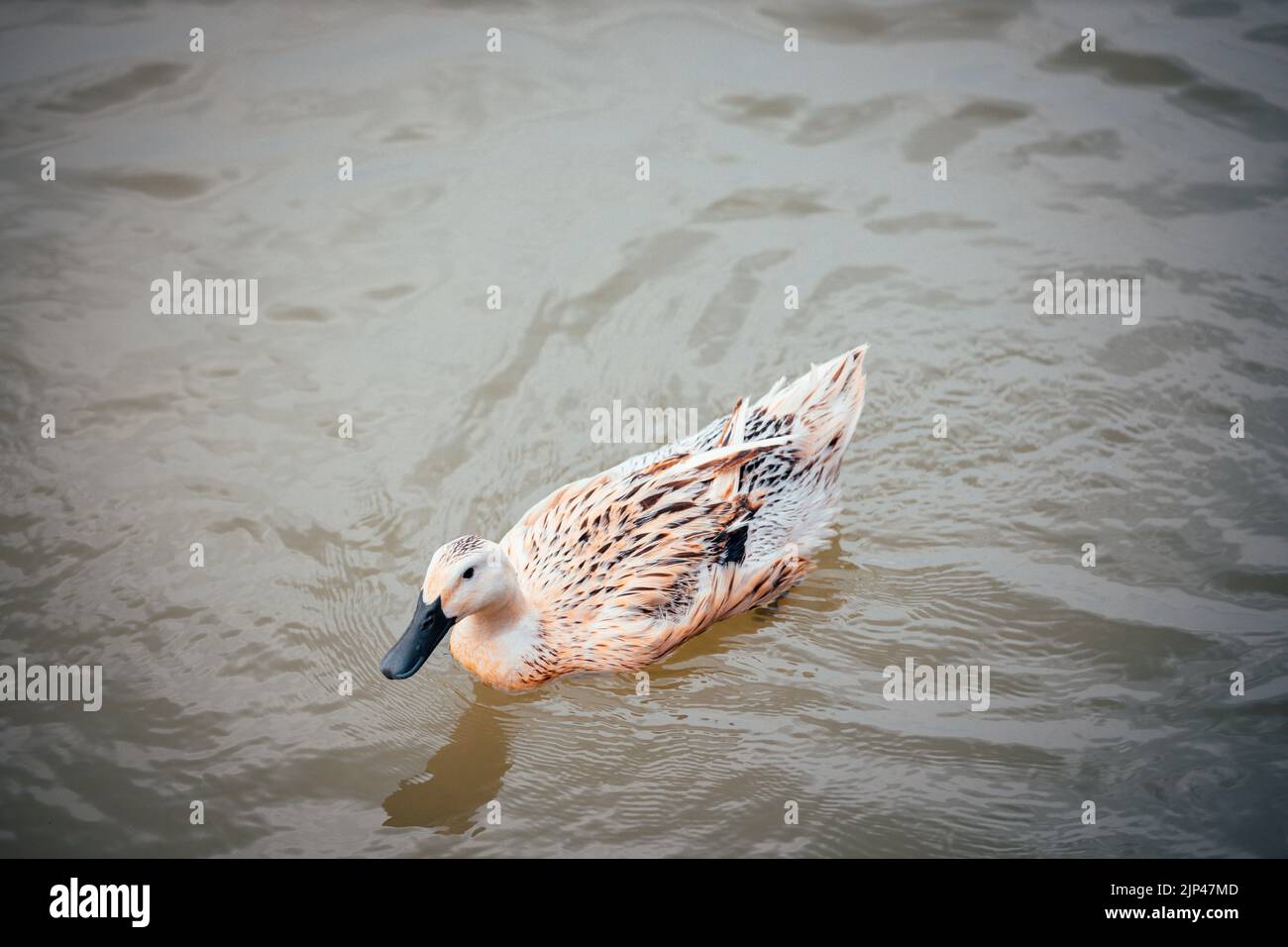 A brown duck floating on a body of water in closeup Stock Photo - Alamy