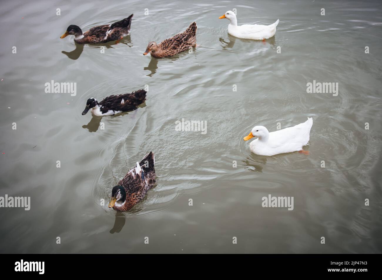 A group of ducks floating on a body of water Stock Photo - Alamy