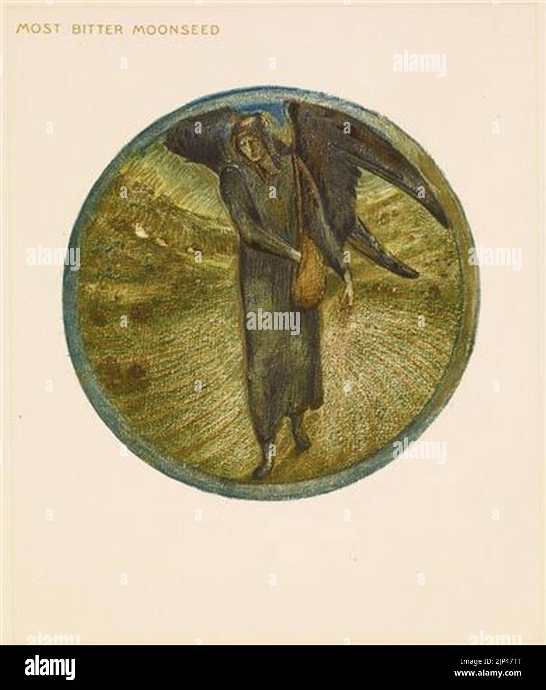 The Flower Book - Most Bitter Moonseed Stock Photo - Alamy