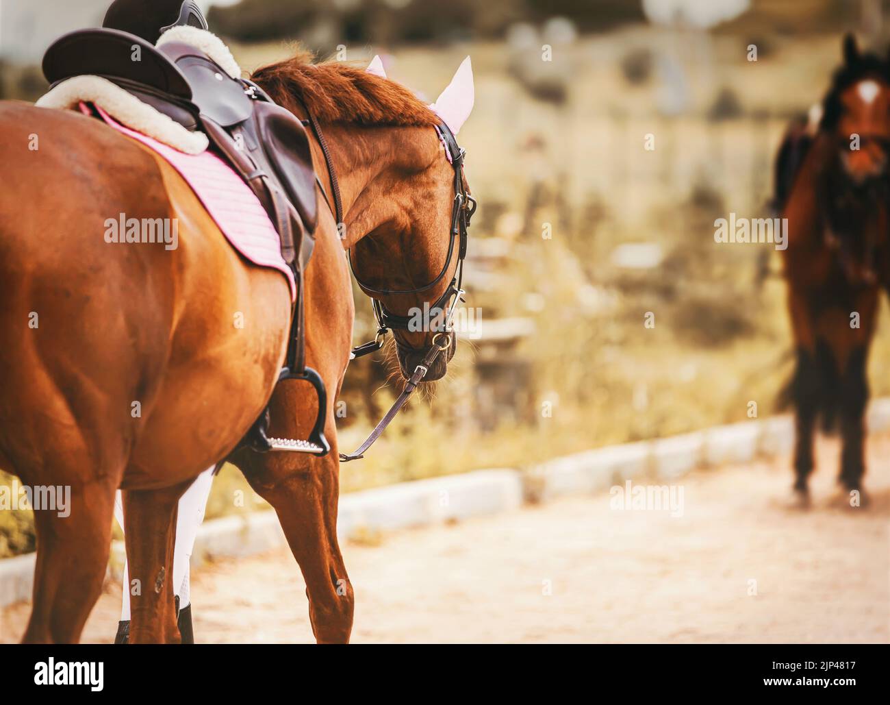 A beautiful sorrel horse dressed in equestrian sports gear is led ...