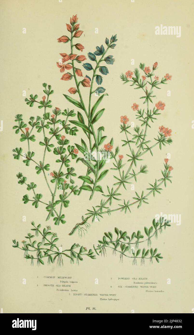 The flowering plants, grasses, sedges, and ferns of Great Britain (Pl. 36) (8513701968 Stock ...