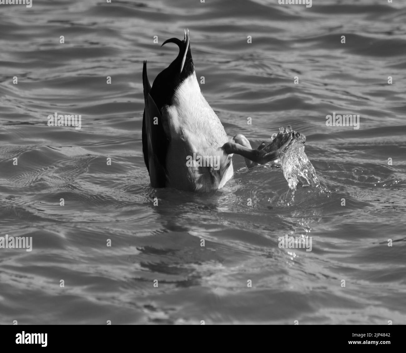 A closeup of a duck diving in water for food shot in grayscale Stock ...