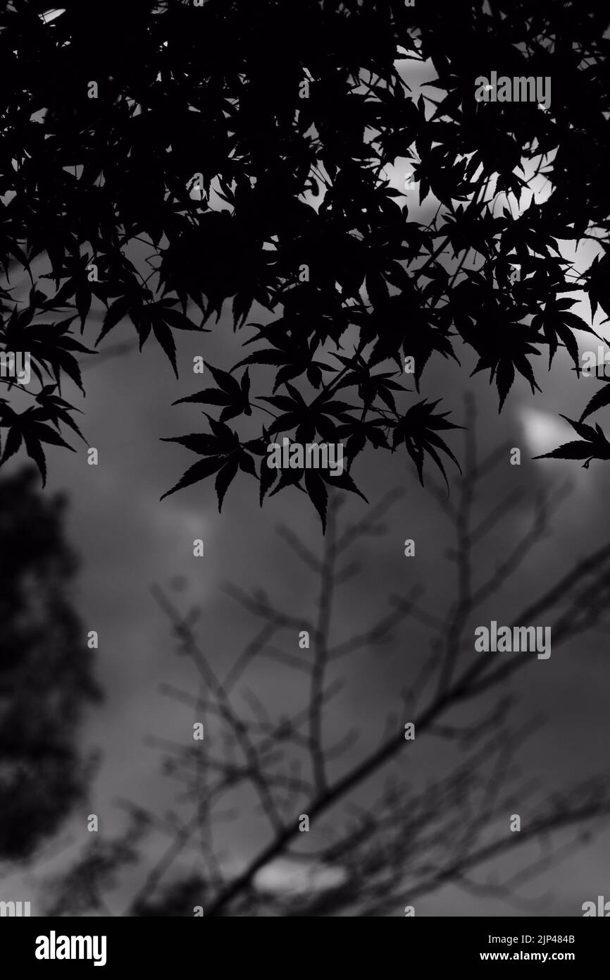A vertical shot of leaves on branches of a tree shot in grayscale Stock ...