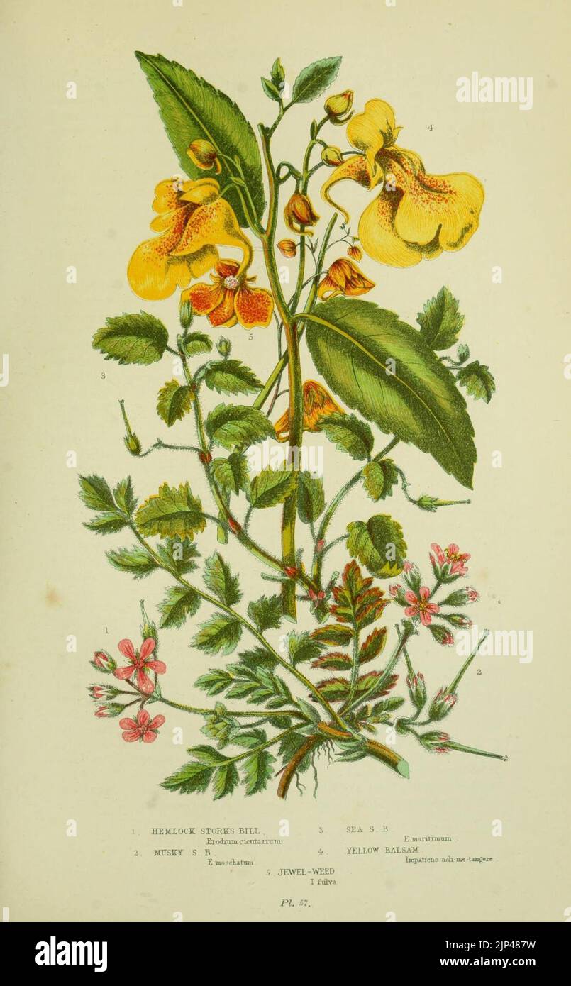 The flowering plants, grasses, sedges, and ferns of Great Britain (Pl ...