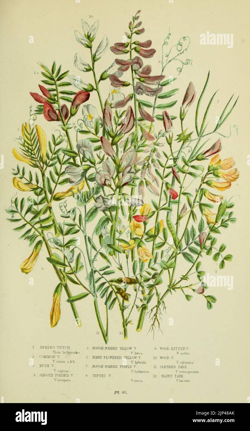 The flowering plants, grasses, sedges, and ferns of Great Britain (Pl. 65) (8512612617 Stock ...