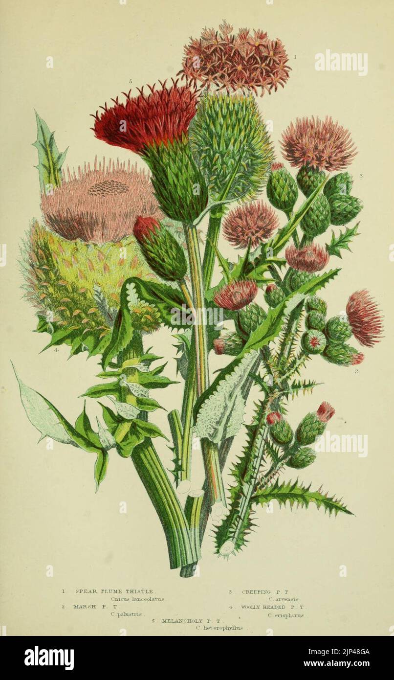 The flowering plants, grasses, sedges, and ferns of Great Britain (Pl ...