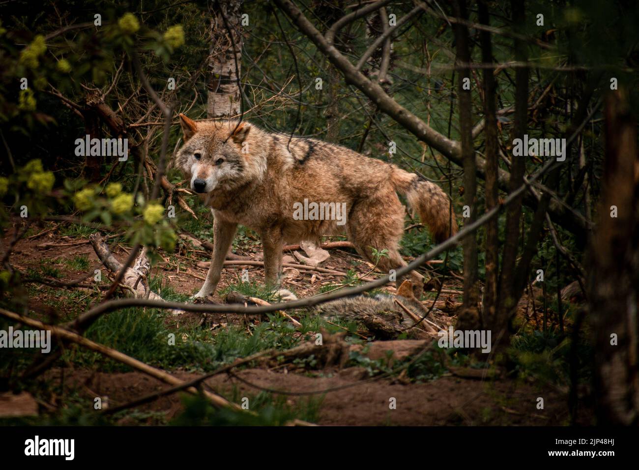 A beautiful wolf looking around the corner Stock Photo - Alamy