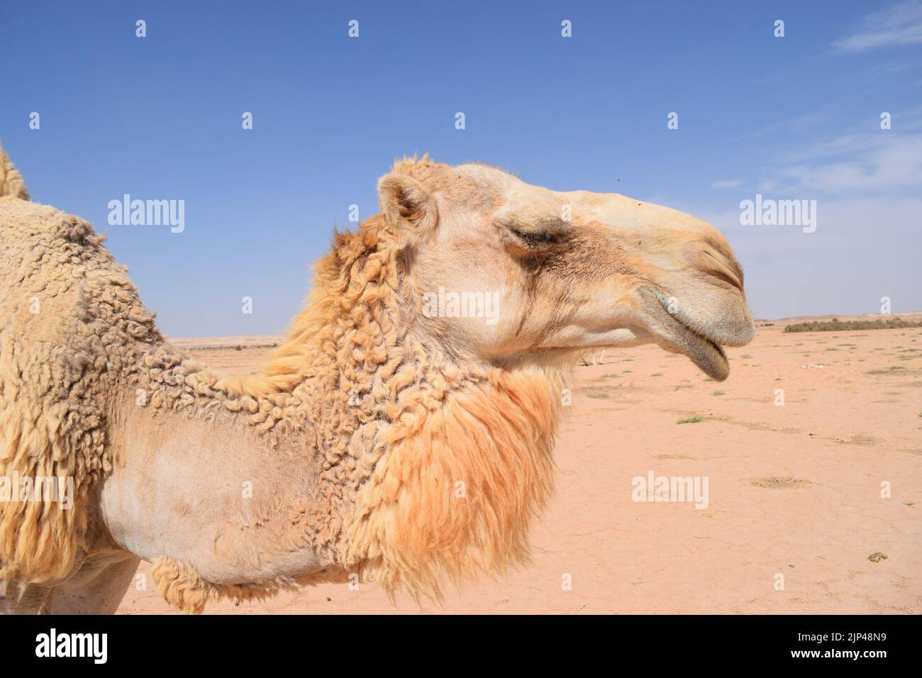 A camel at the Wadi Dahek Nature Reserve located in the North-Eastern ...