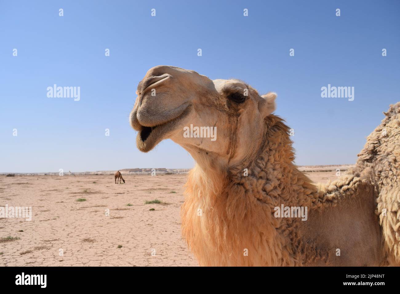A camel at the Wadi Dahek Nature Reserve located in the North-Eastern ...