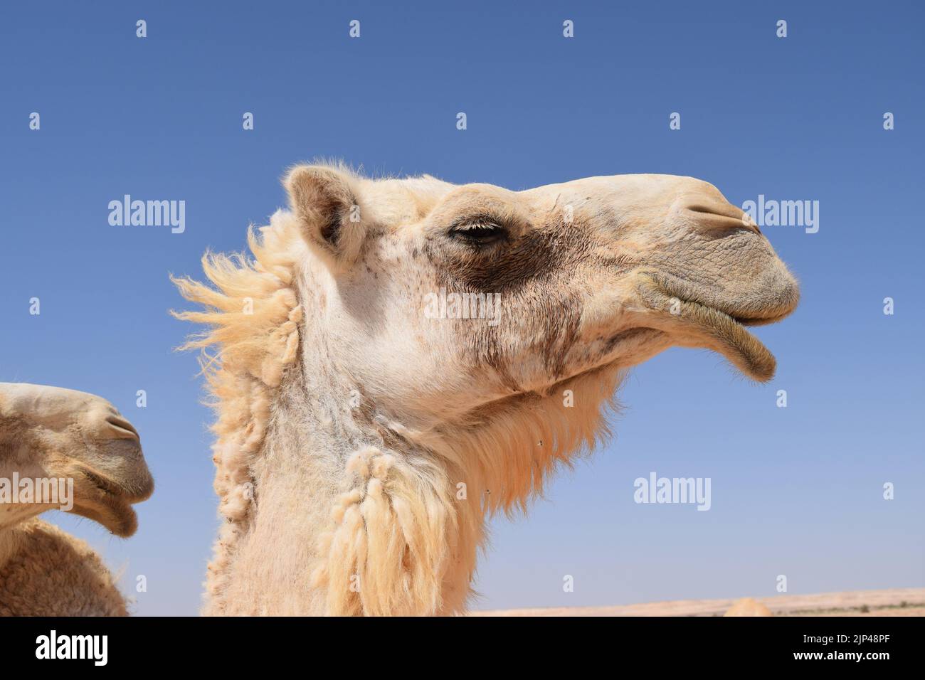 Wadi dahek hi-res stock photography and images - Alamy