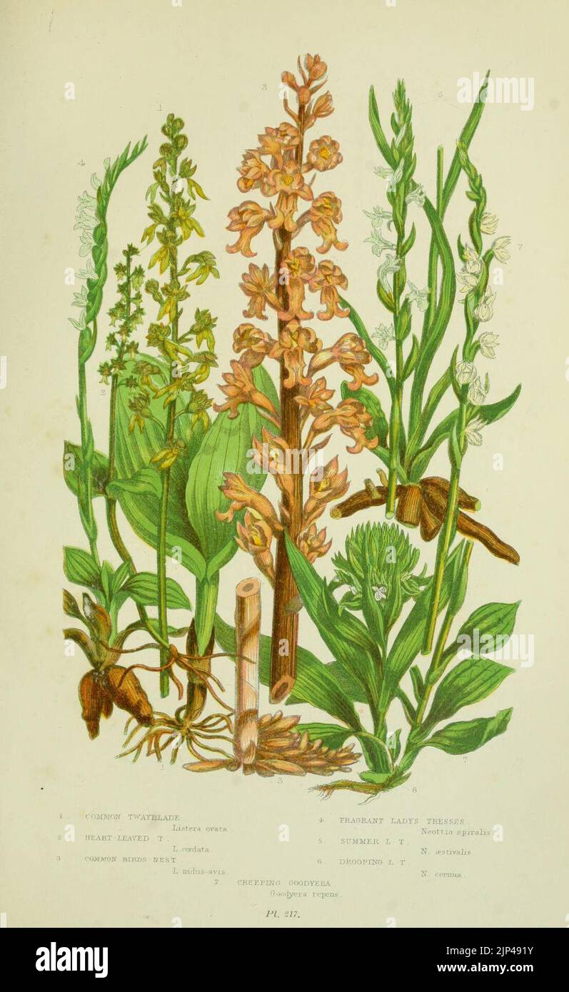 The flowering plants, grasses, sedges, and ferns of Great Britain (Pl ...