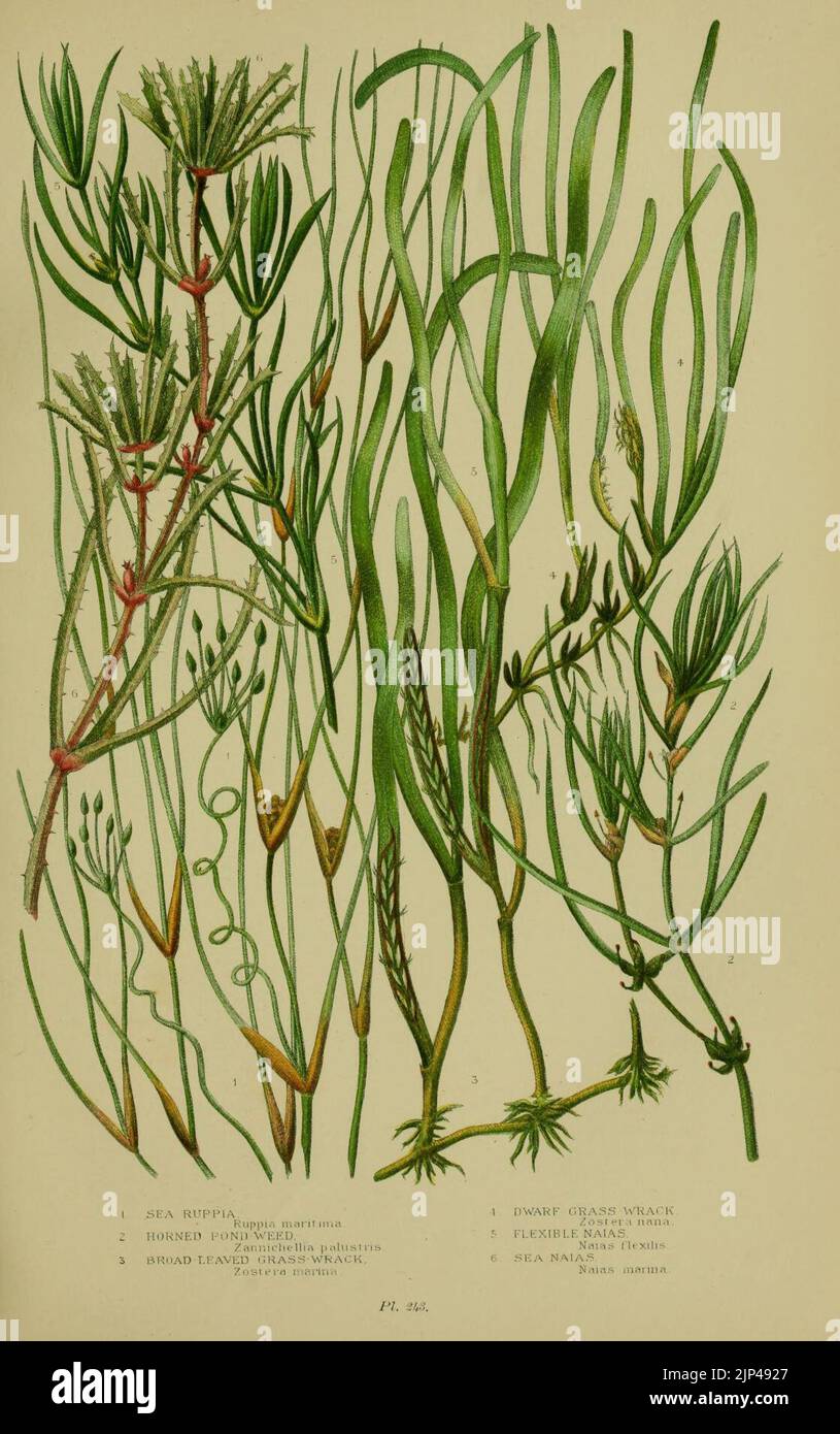 The flowering plants, grasses, sedges, and ferns of Great Britain (Pl ...