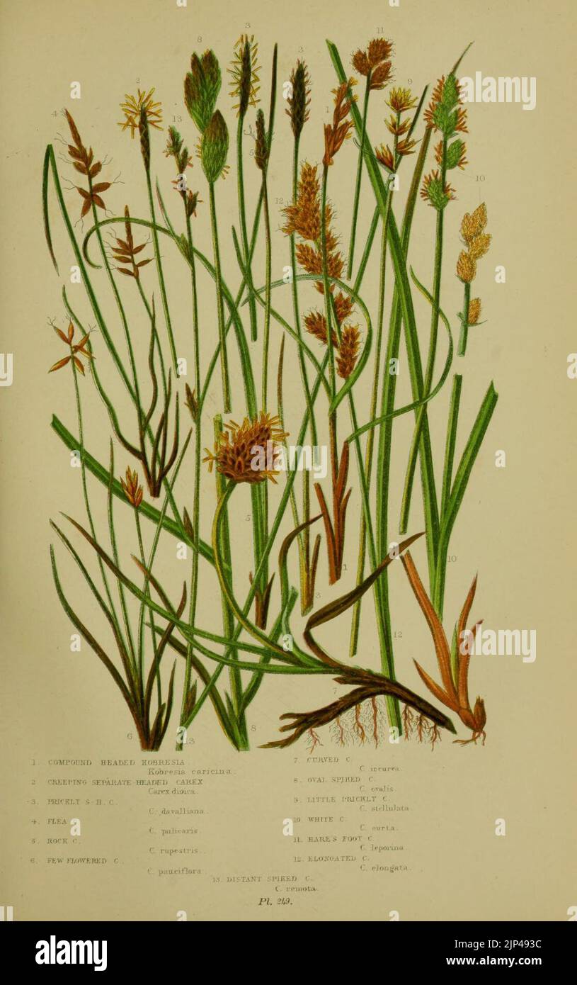The flowering plants, grasses, sedges, and ferns of Great Britain (Pl ...