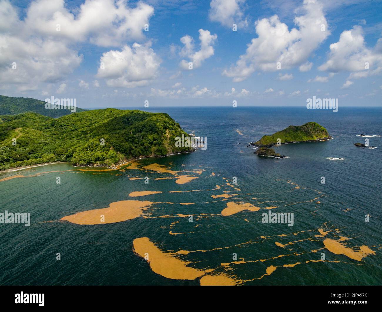 Seaweed approaching beach within UNESCO North-East Tobago Man and the ...