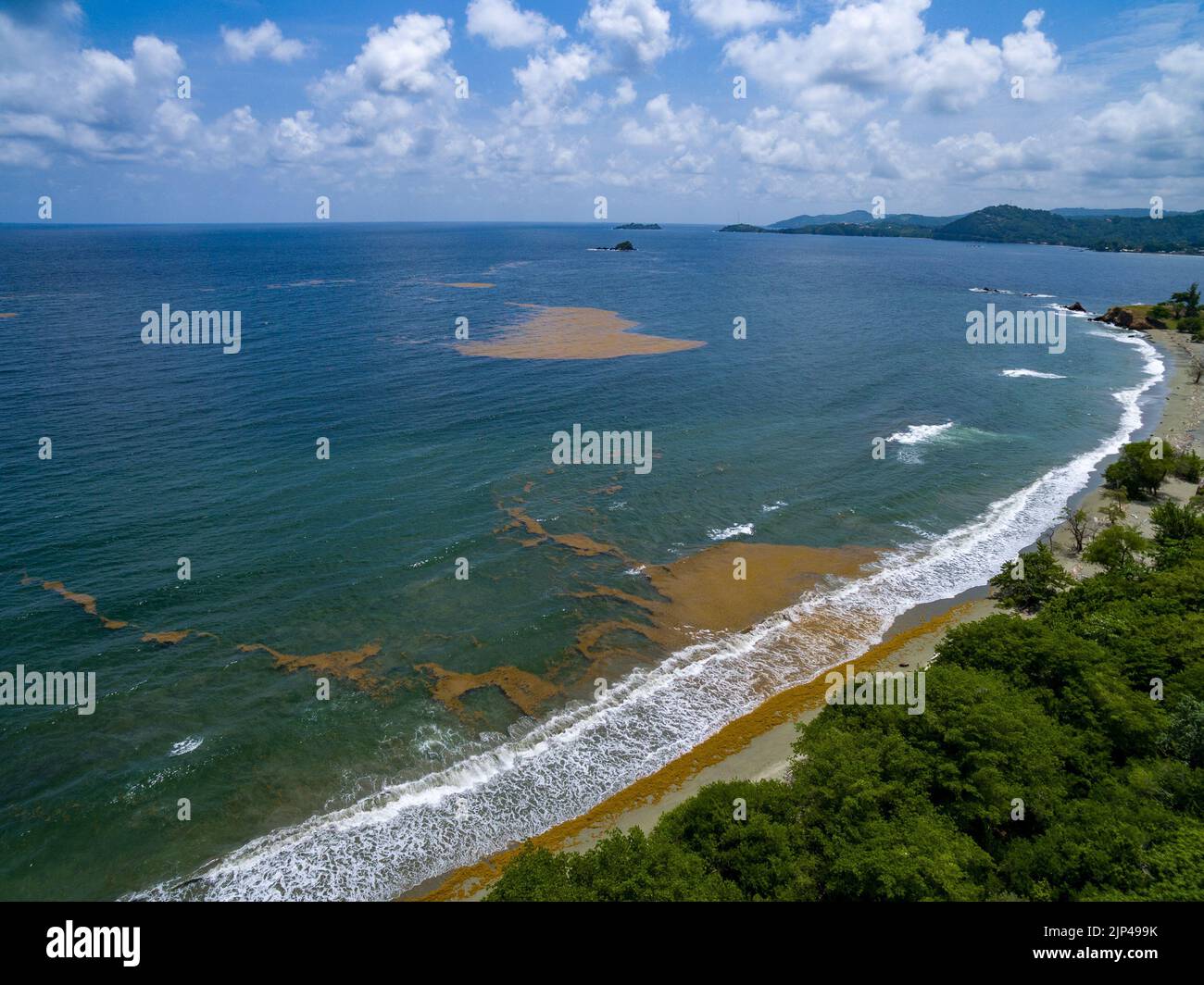 Seaweed approaching beach within UNESCO North-East Tobago Man and the ...