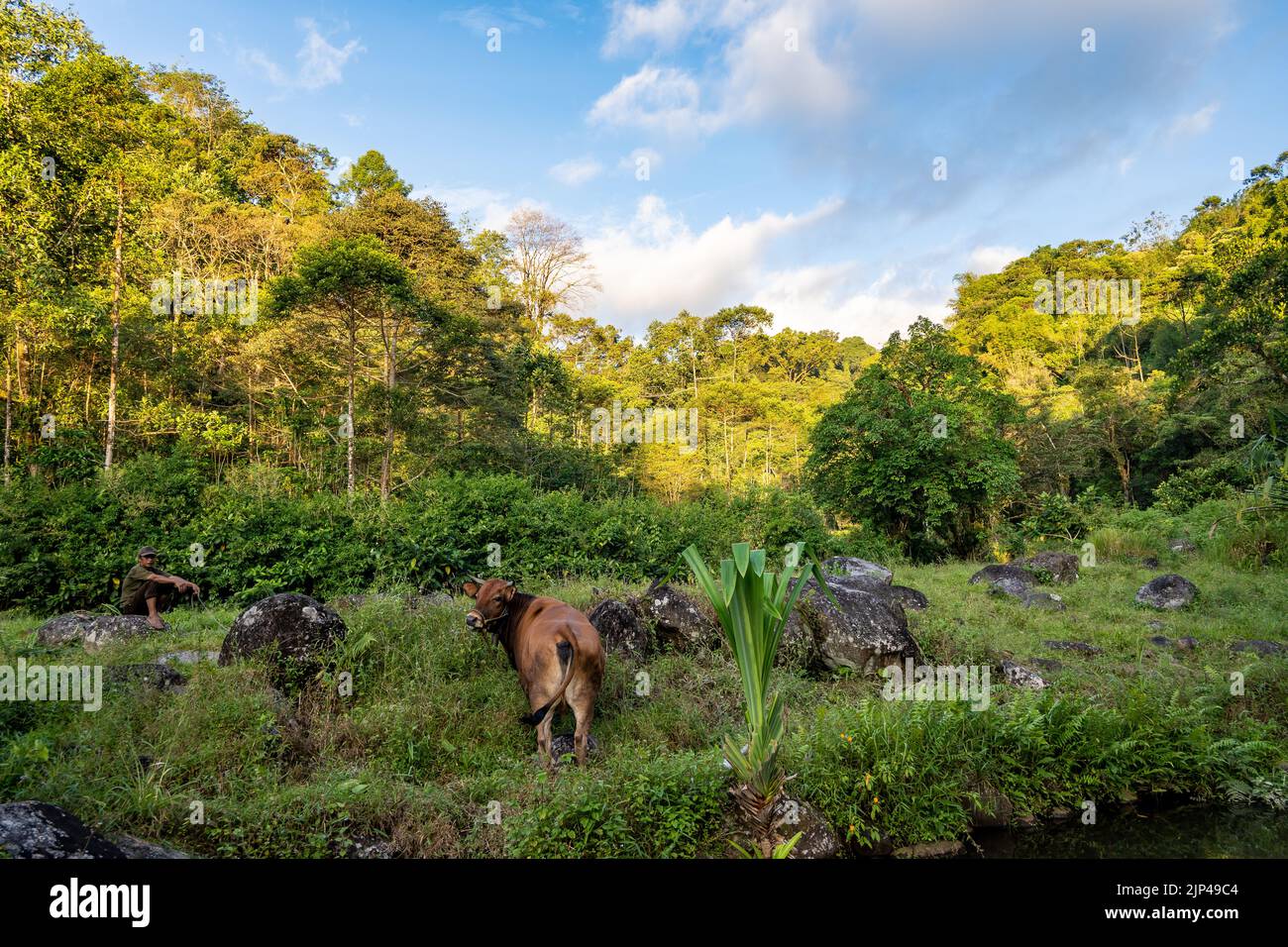 Man with cow hi-res stock photography and images - Alamy