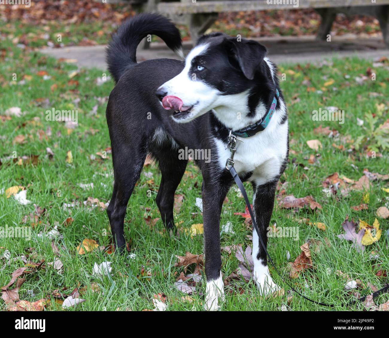 A closeup of a McNab dog with its tongue out, standing in green grass ...