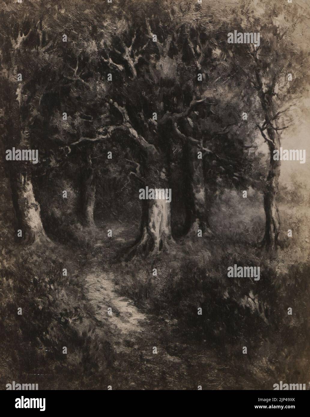 The forest way Stock Photo - Alamy