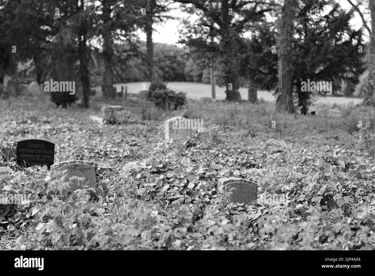 A grayscale of an old cemetery surrounded by outgrown plants in Gut ...