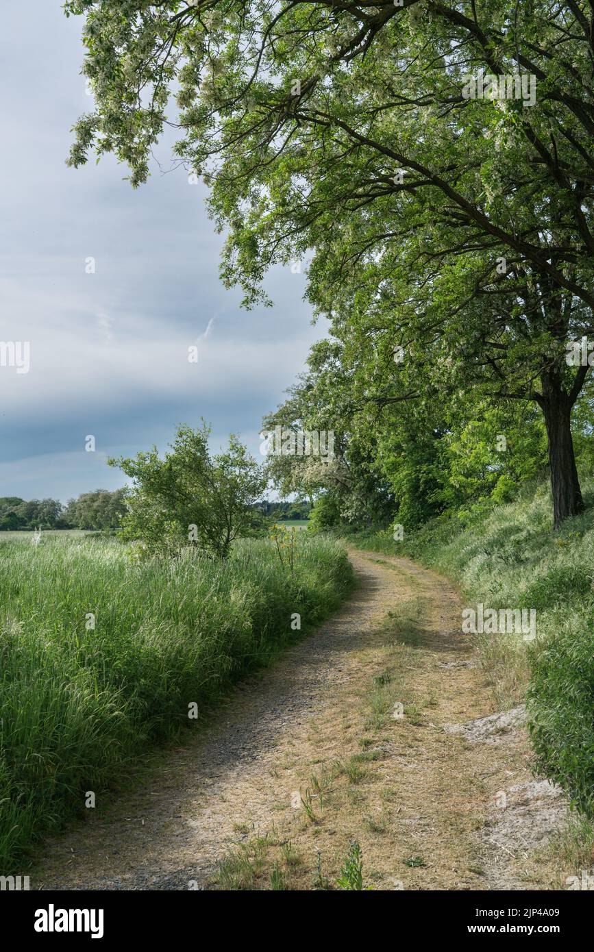 Path edge grass hi-res stock photography and images - Alamy