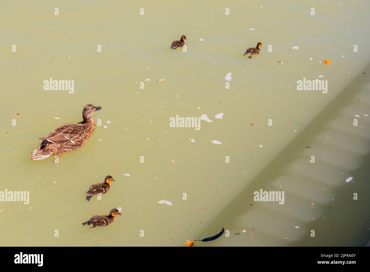 A mallard duck family swimming in the Big Pond of El Retiro in the city ...