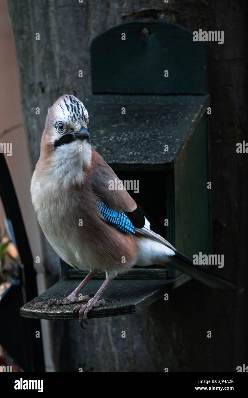 European blue jay hi-res stock photography and images - Alamy