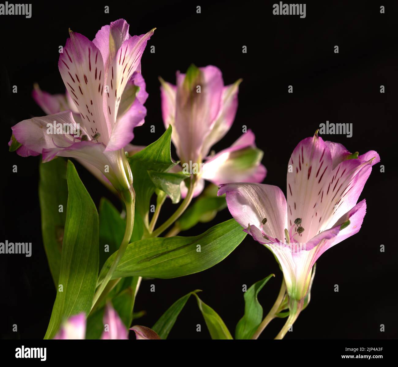 Beautiful bouquet of flowers. Bouquet with different kind of flower ...