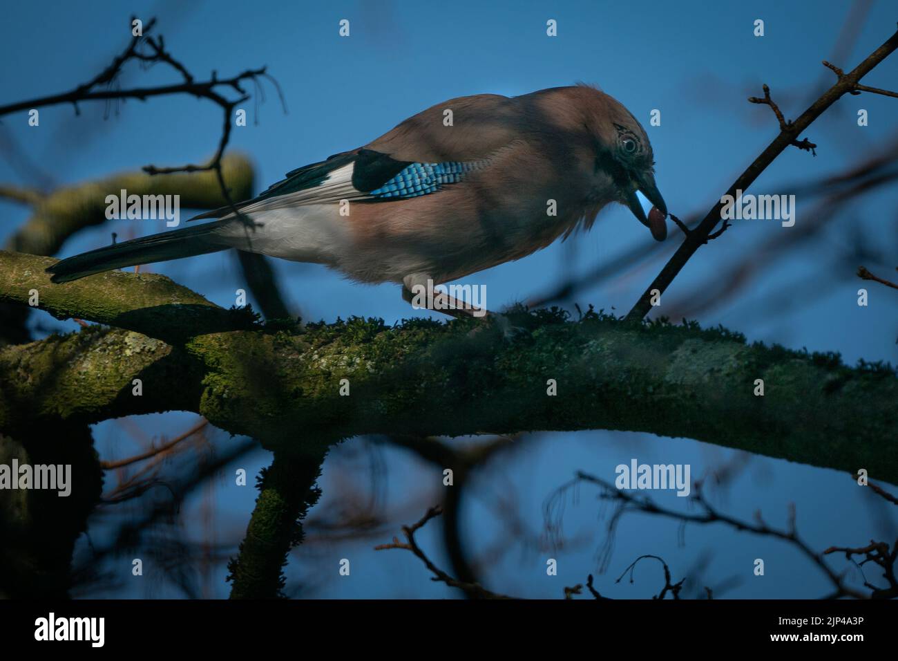 Close up of a feeding european jay in the tree Stock Photo - Alamy