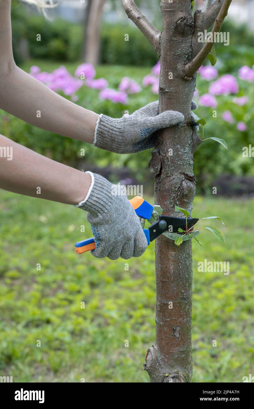 a gloved hand cuts a branch on a tree with scissors. High quality photo ...