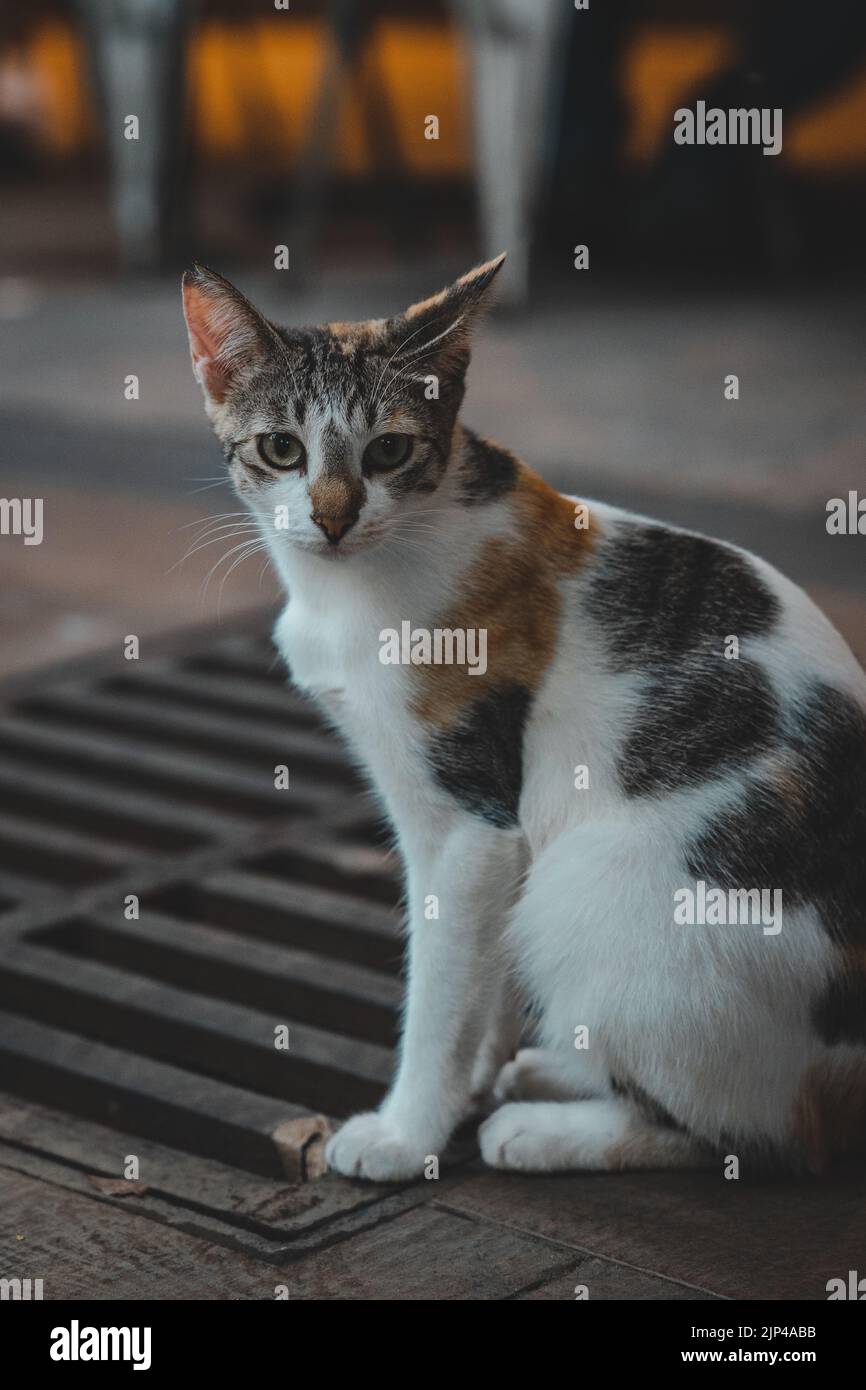 A seated white cat with gray and ginger spots Stock Photo - Alamy