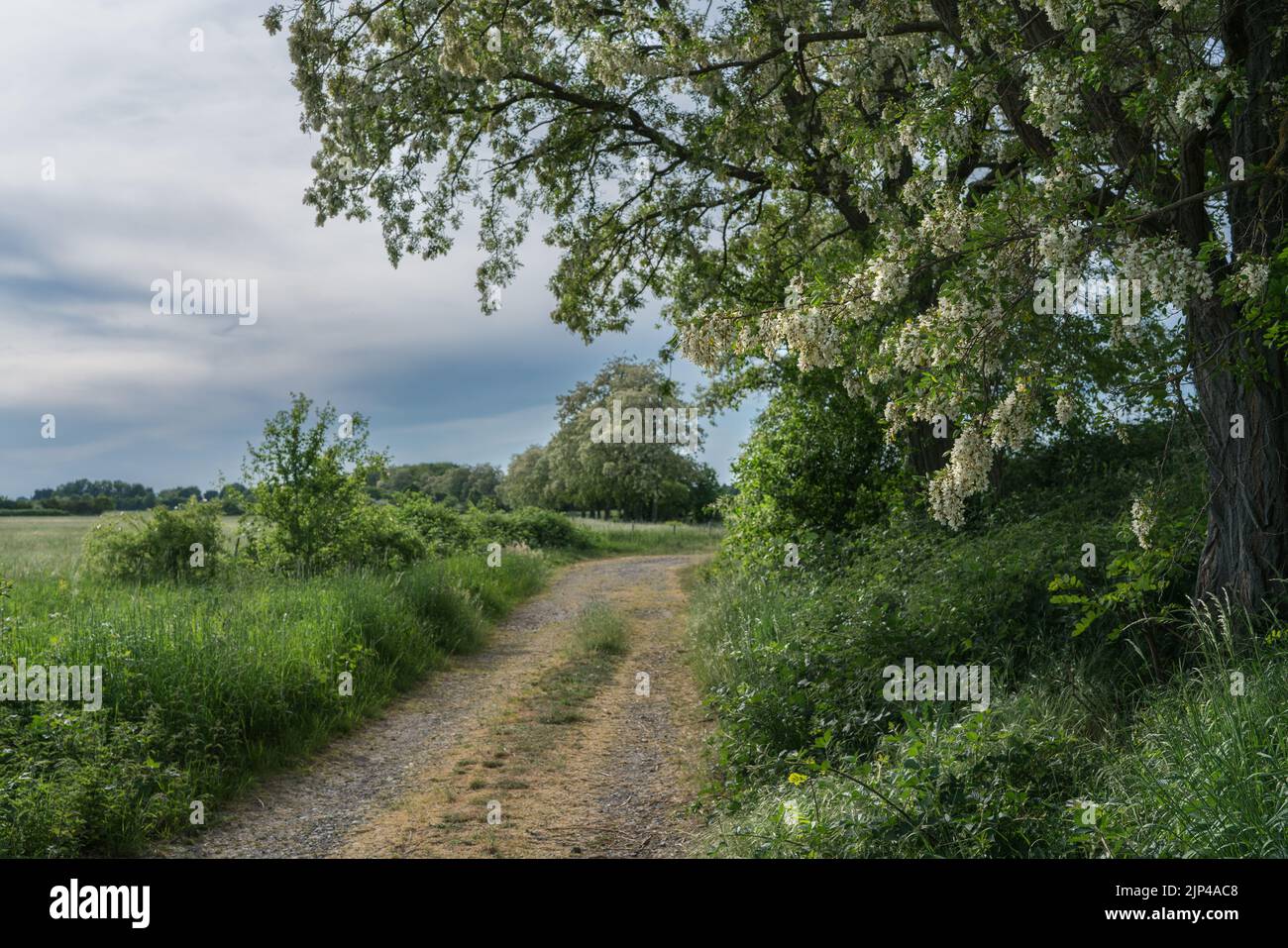 Path edge grass hi-res stock photography and images - Alamy