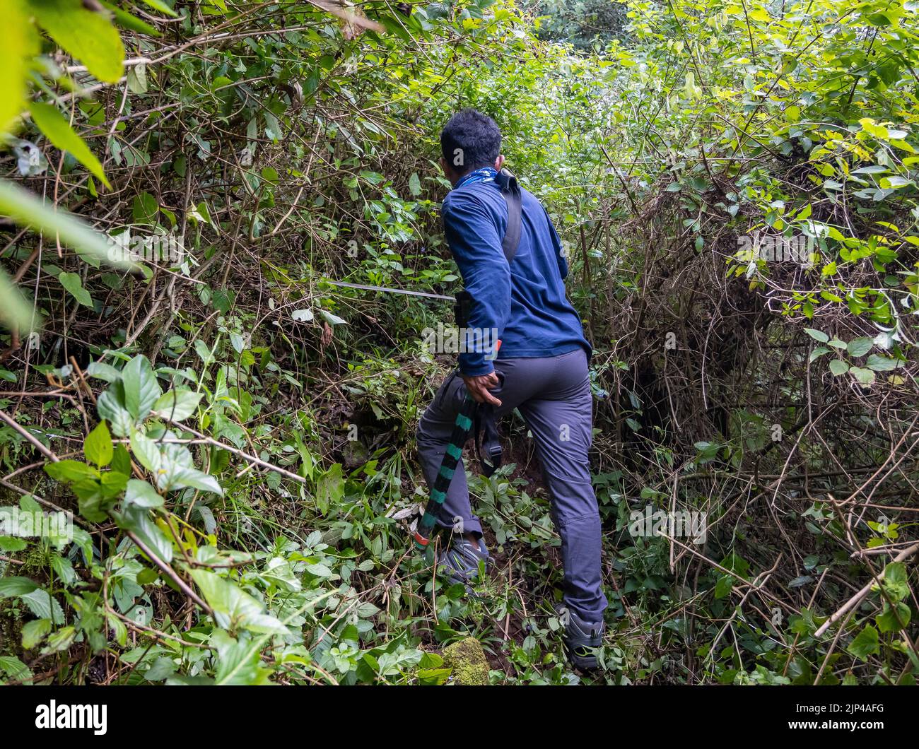 A young Indonesian man cutting through dense bushes with his machete ...