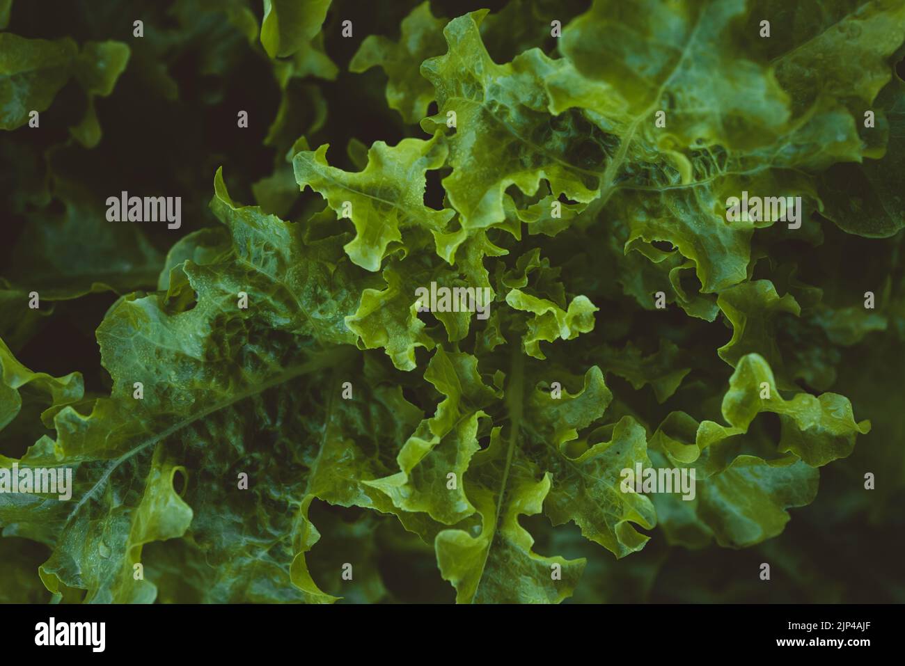 Lettuce leaves texture hi-res stock photography and images - Alamy