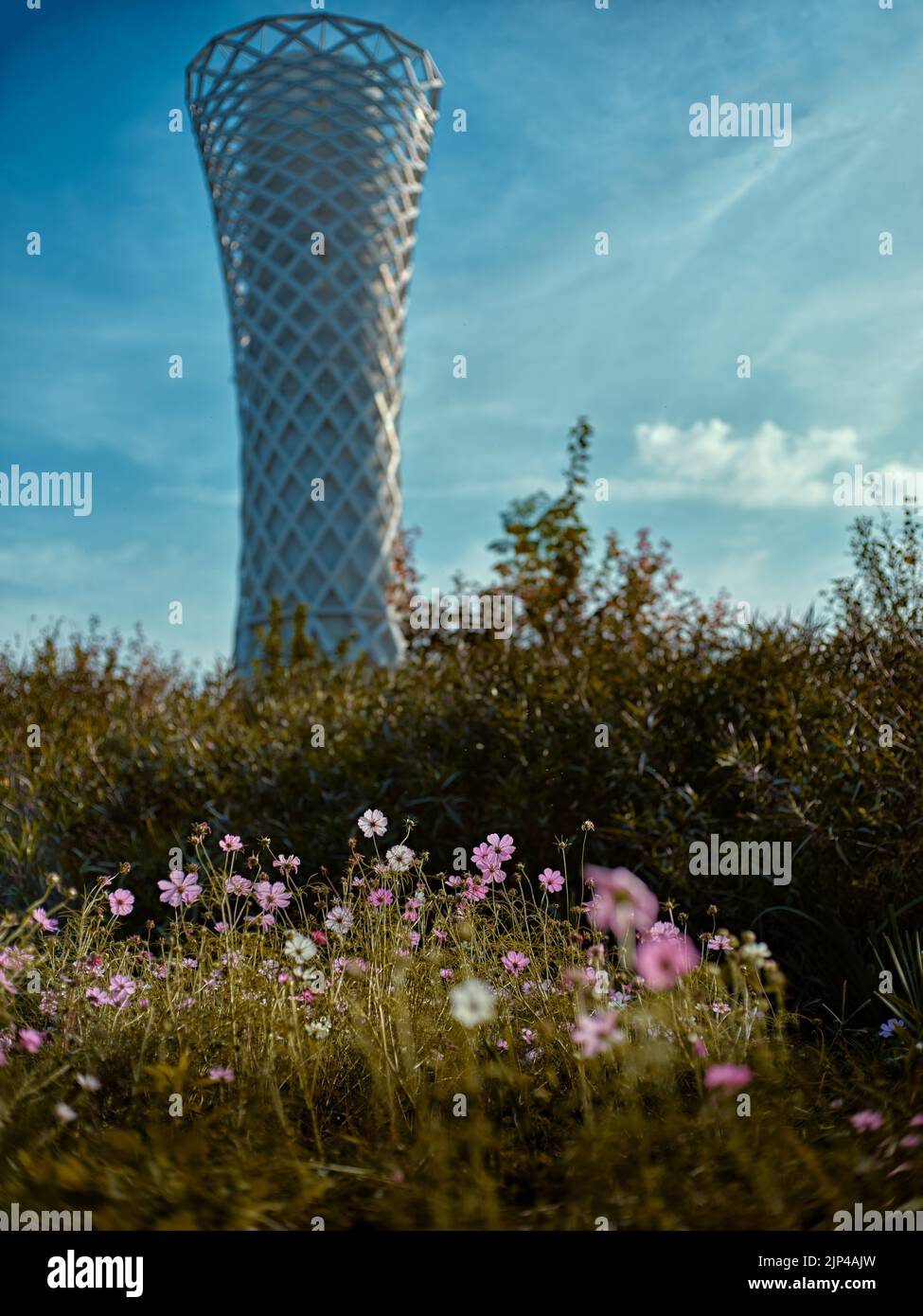 Persian Chrysanthemum under the torch tower Stock Photo - Alamy