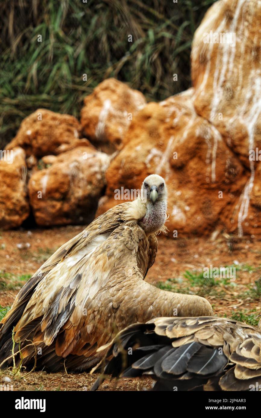 The vertical view of a brown vulture relaxing by the rocks on the ...