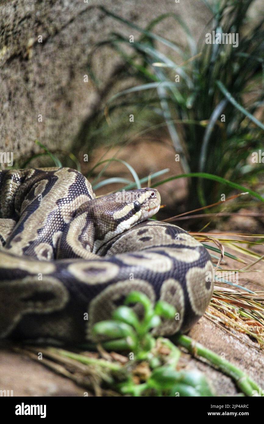 The vertical view of a ball python on the stone by the plants Stock ...