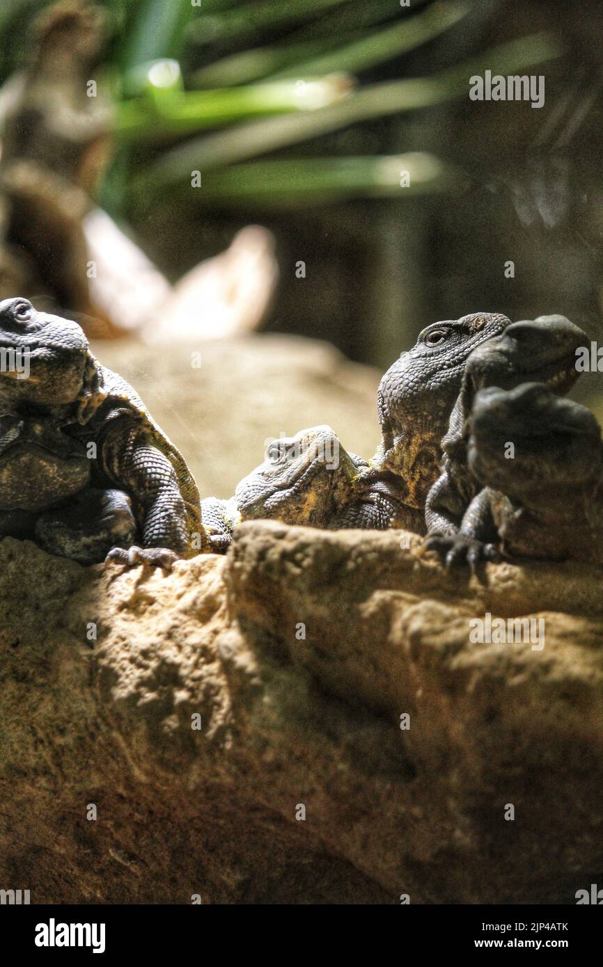 The vertical view of a group of Komodo dragons climbing on the rock ...