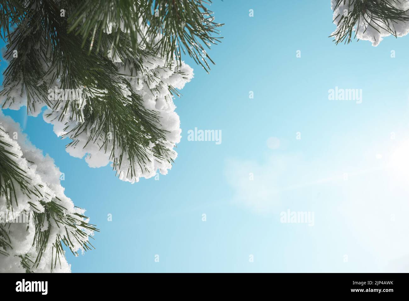 Red frame on pine hi-res stock photography and images - Alamy