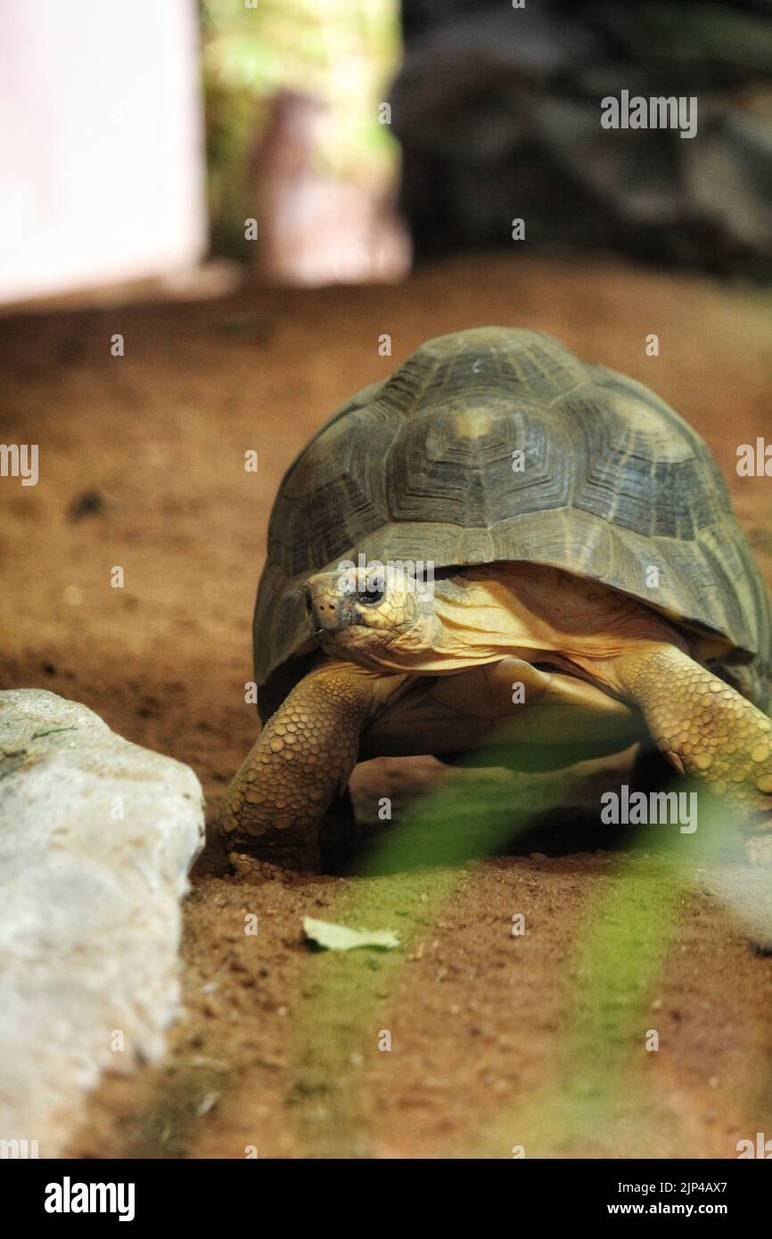 The vertical view of a ploughshare tortoise walking on the soil Stock ...