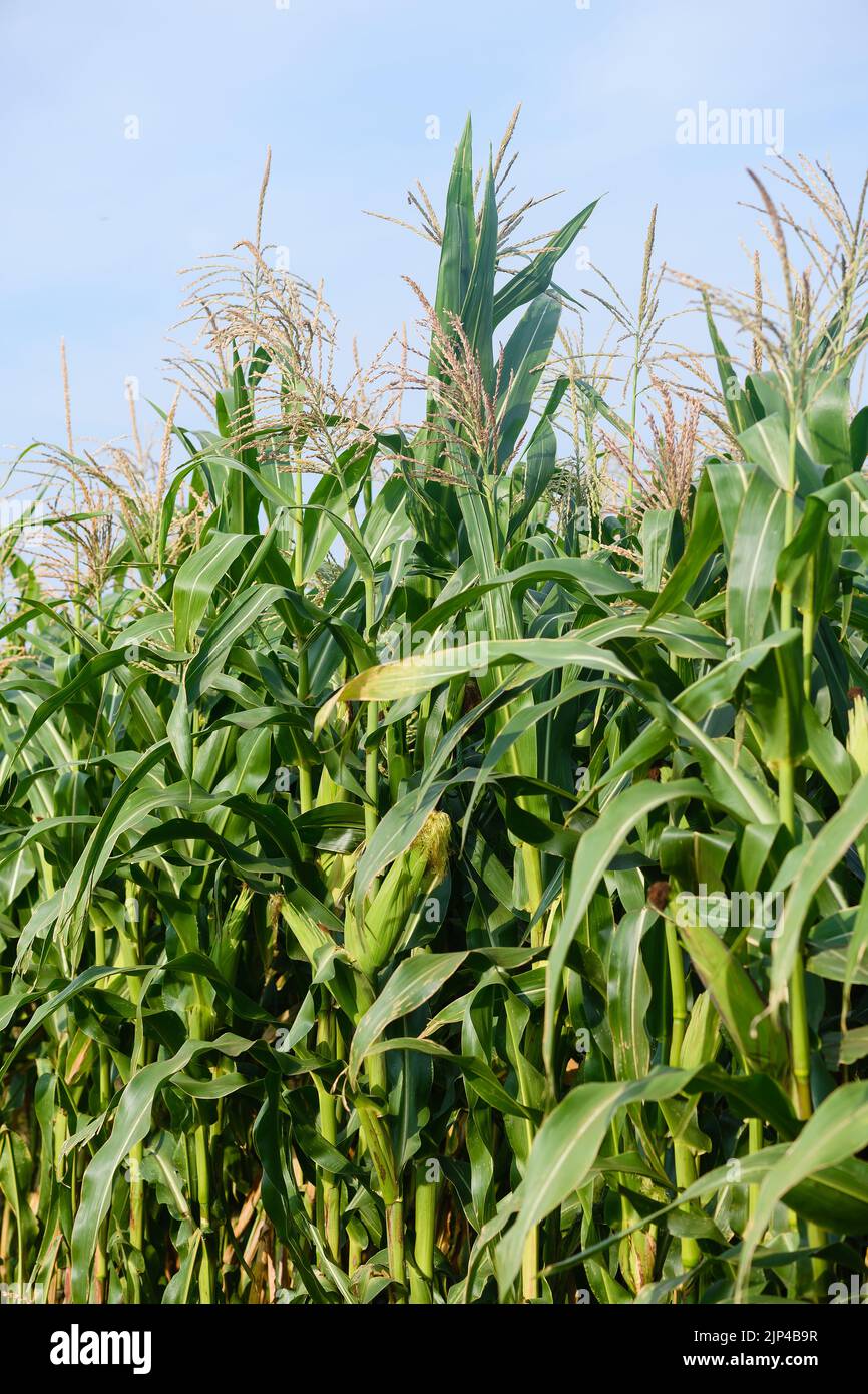 Cornfield. Slender rows of corn. Bottom view. Corn farm against blue ...