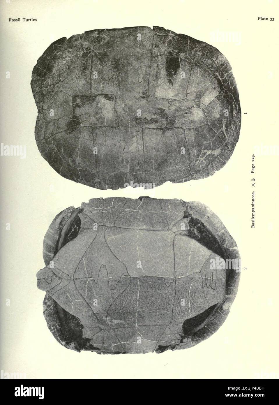 The fossil turtles of North America Stock Photo - Alamy
